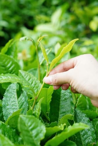 what is green tea made of