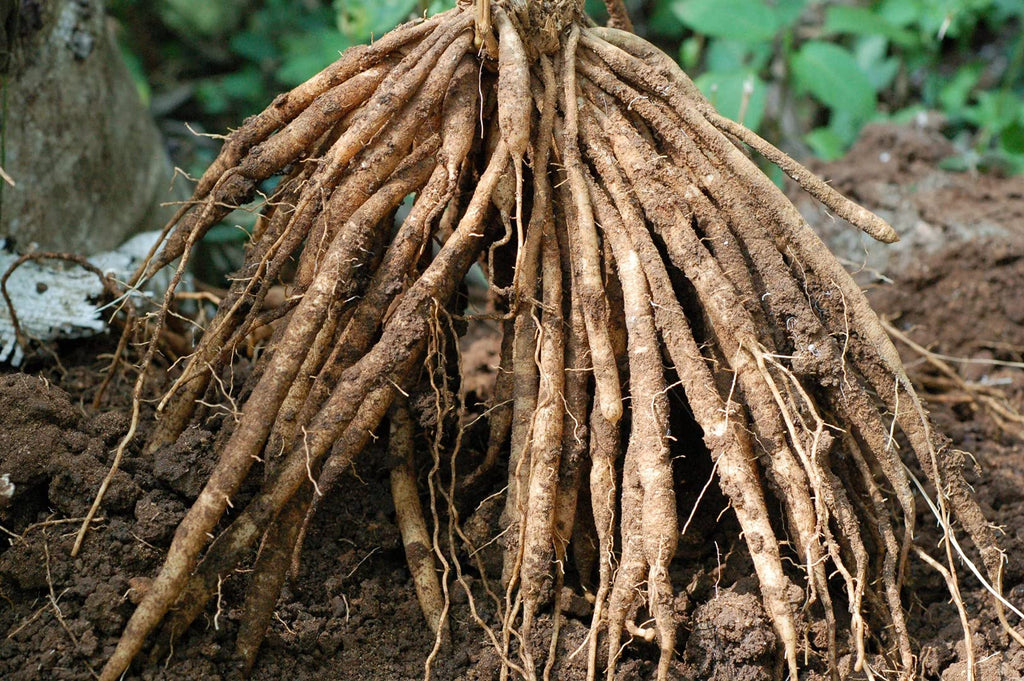 what is shatavari and its uses