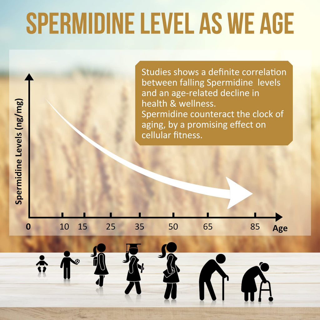 Wheat germ extract for healthy aging