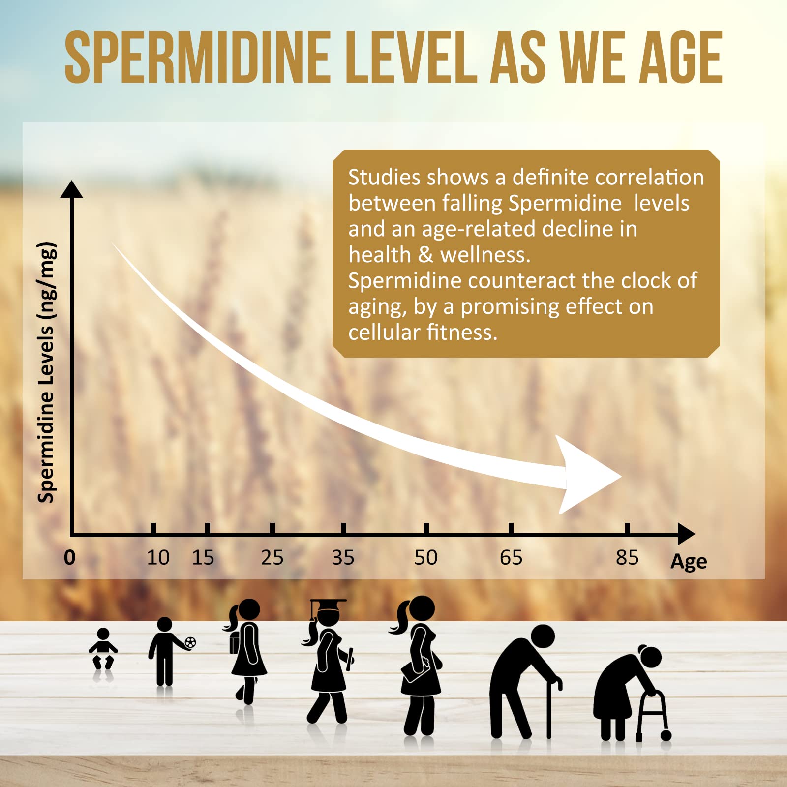 Wheat germ extract for healthy aging