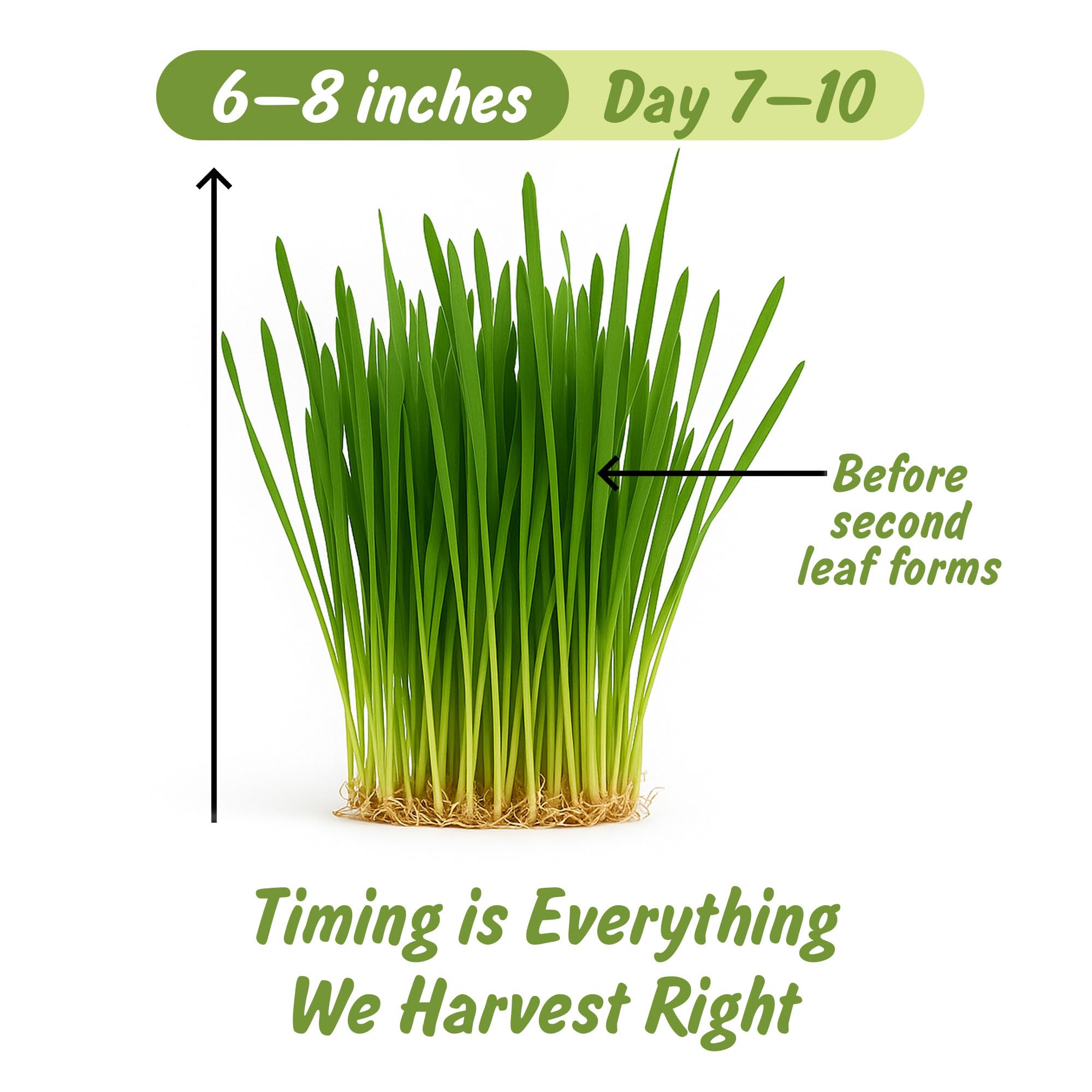 wheatgrass powder for enhanced energy