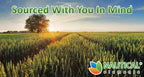 wheatgrass powder for vegan diets