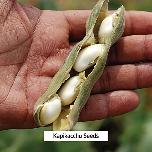 White Kaunch Beej powder for enhanced mood