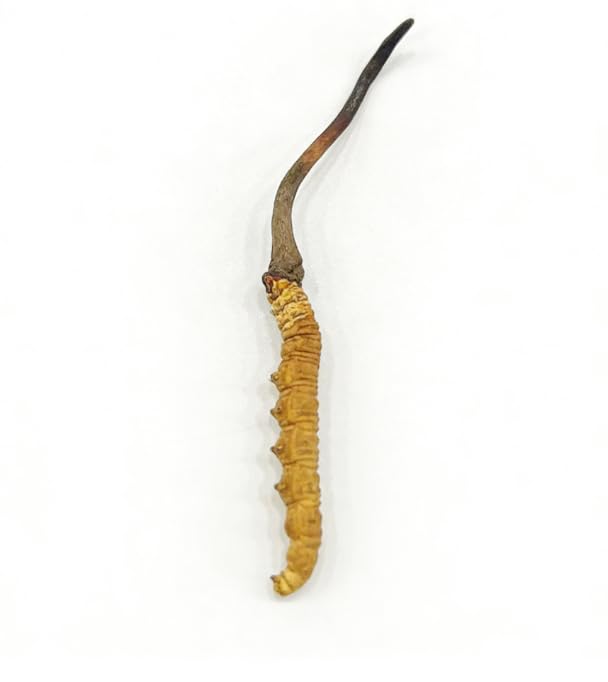 Whole Cordyceps Sinensis for daily wellness