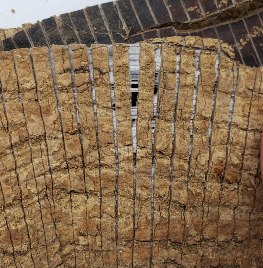 Whole Eucommia Bark for vitality
