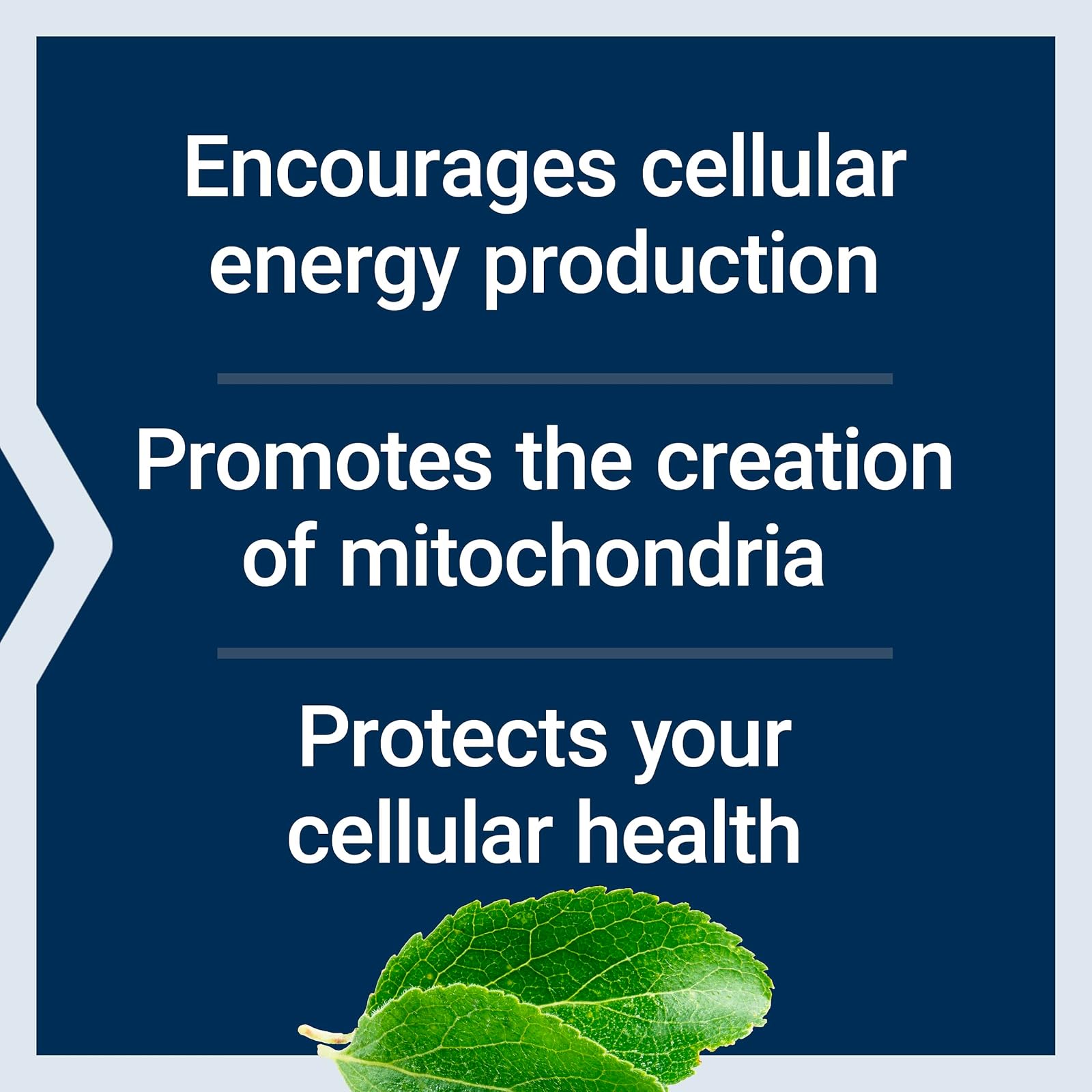 Whole food multivitamin for energy