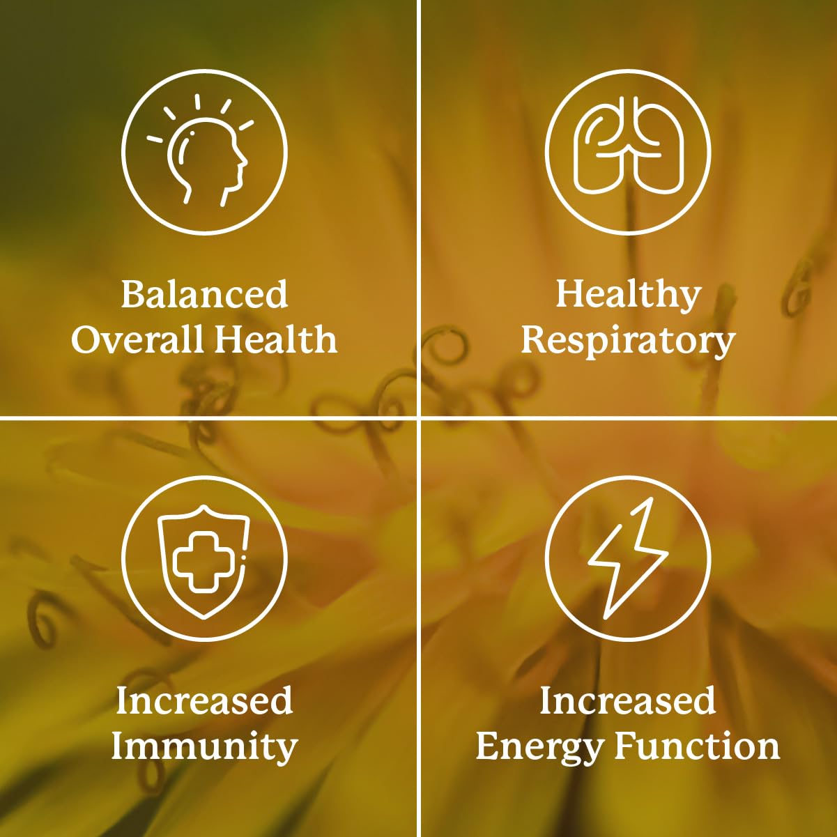 whole food multivitamin for healthy living
