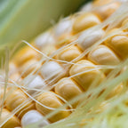 whole food multivitamin with corn silk