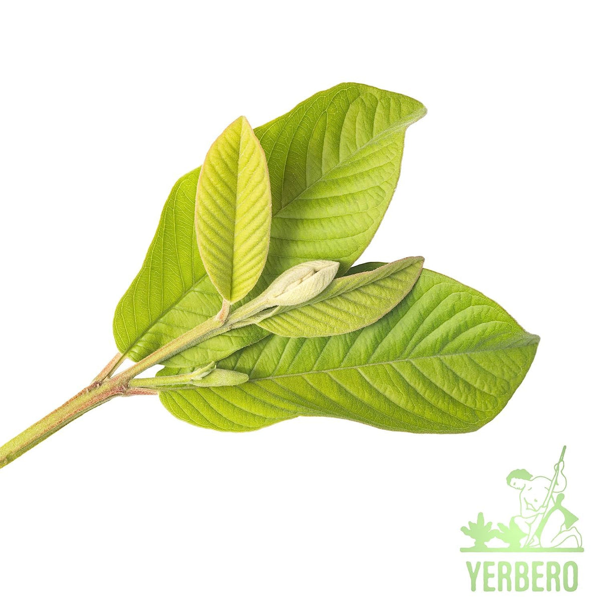 whole guava leaves for brewing