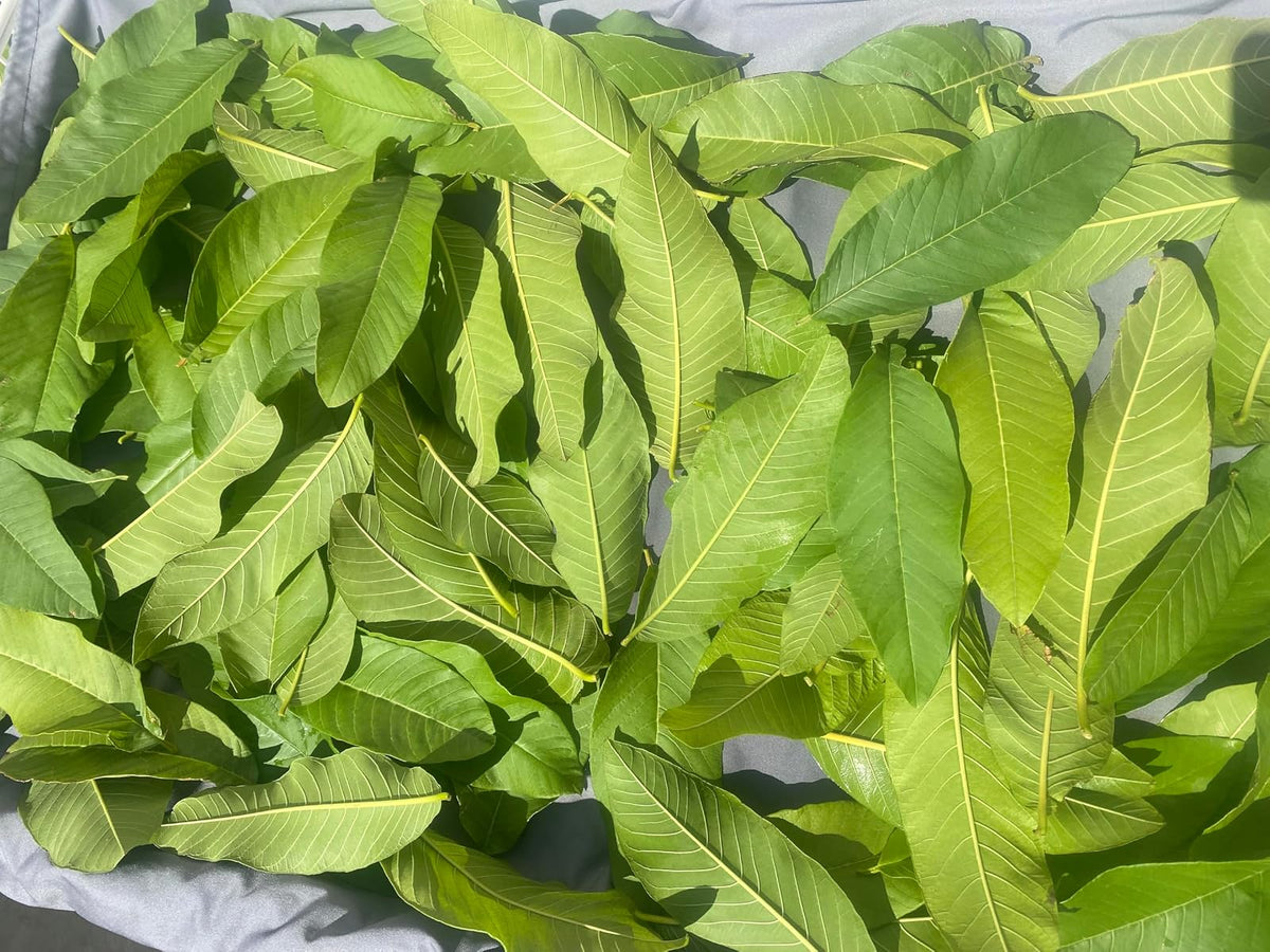whole guava leaves for herbal infusion