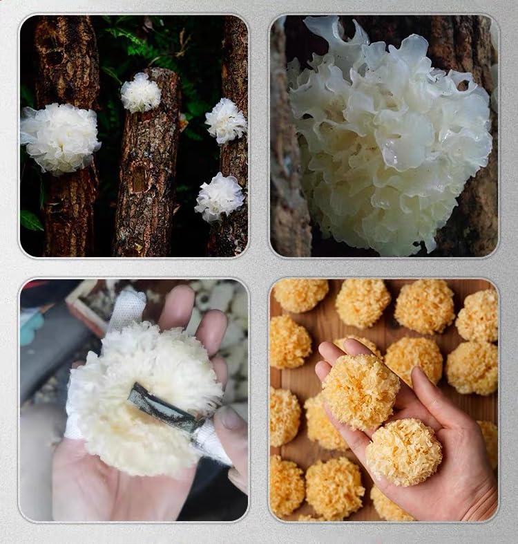 Whole white fungus for herbal tea