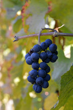 whole wine grape seeds for antioxidants