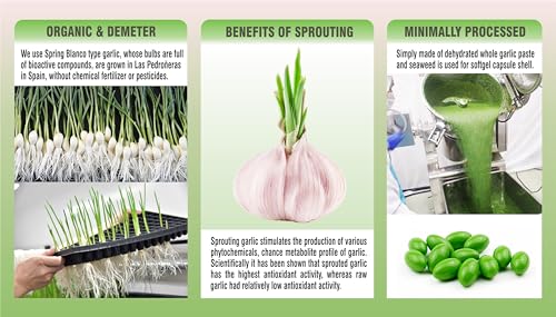 wholesome aged garlic extract