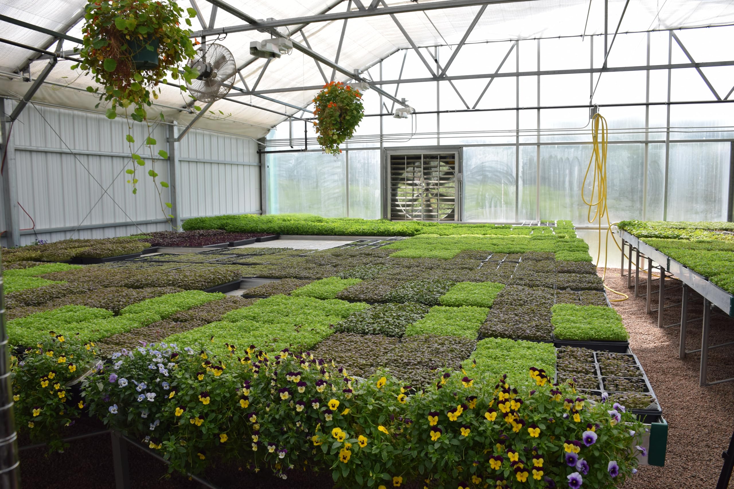 wholesome microgreens for daily health