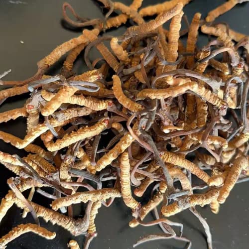 wild cordyceps for overall health