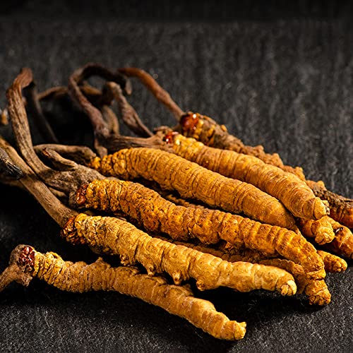 wild cordyceps mushrooms for energy boost