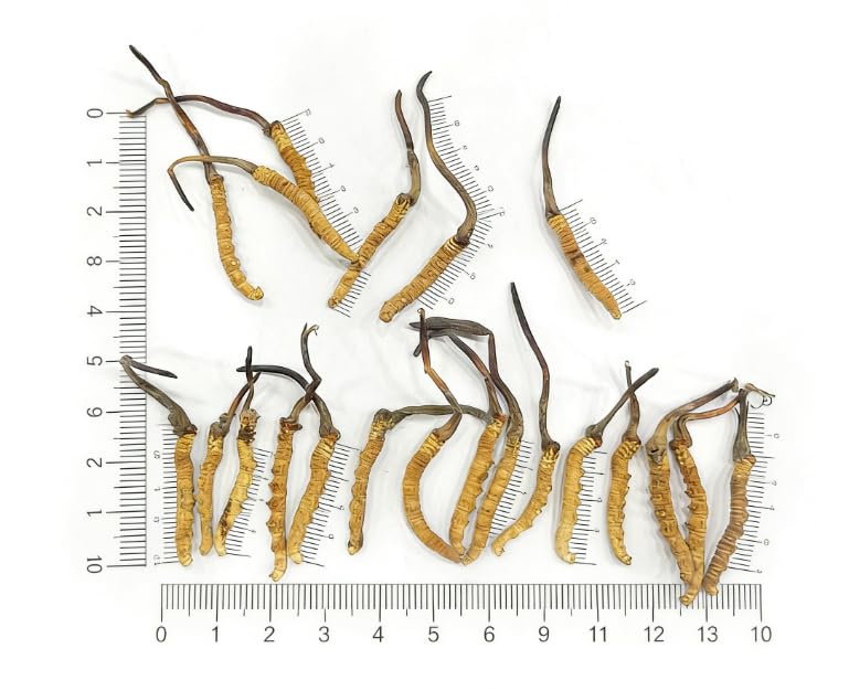 Wild Cordyceps Sinensis health benefits