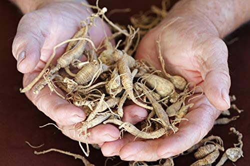 wild ginseng herbal infusion