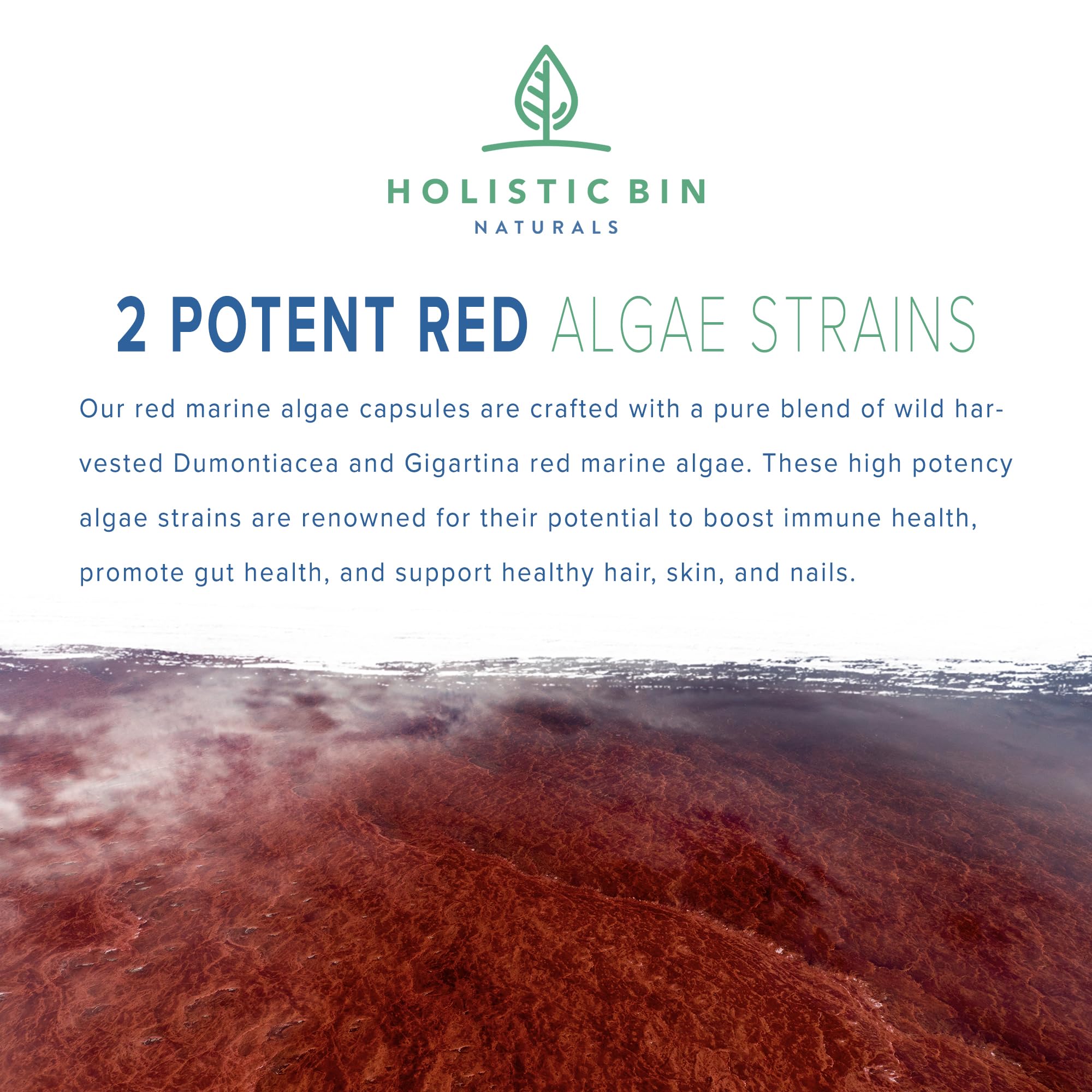 wild harvested red algae benefits
