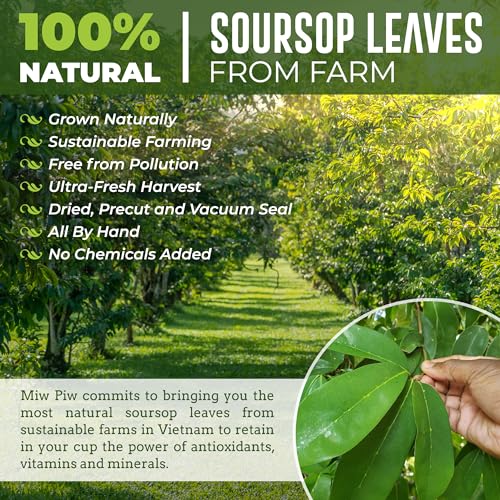 Wildcrafted Guanabana leaves benefits