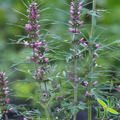 wildcrafted Leonurus Cardiaca benefits