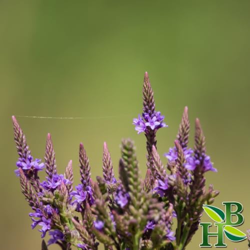 wildcrafted verbena hastata benefits