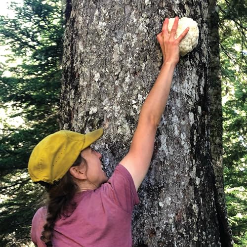 Wilderness Poets lion's mane benefits