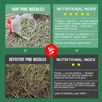 WOGORGT pine needle tea for immunity
