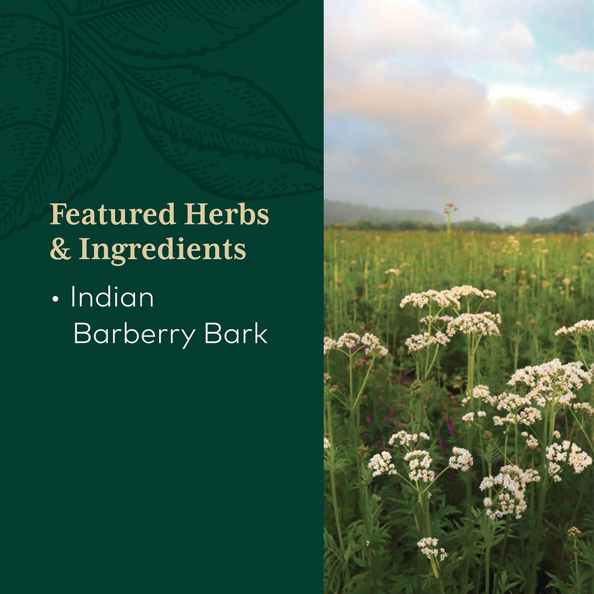women's health multivitamin with herbs