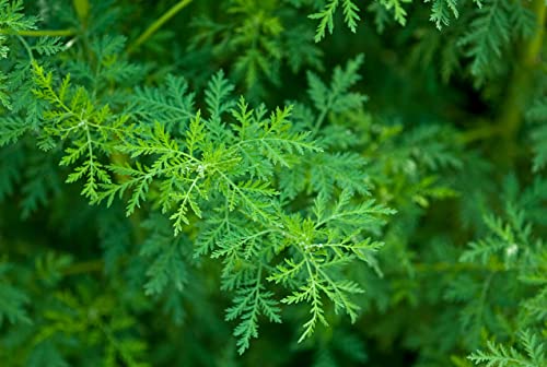 Wormwood blended supplements for vitality