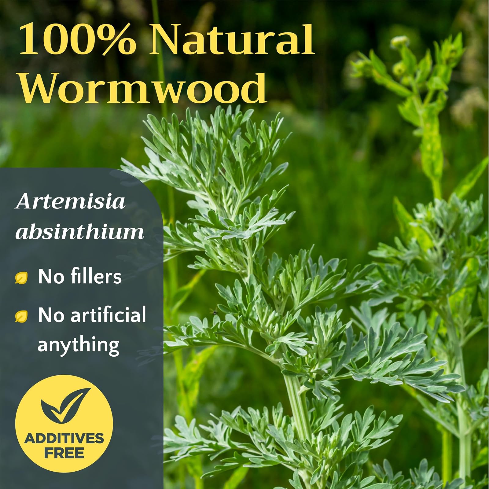 Wormwood herbal tea for wellness