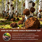 WOTIHA Chaga tea for relaxation