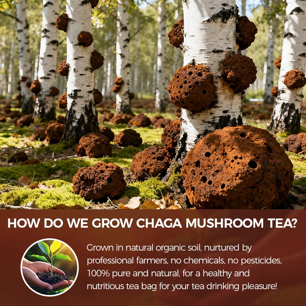 WOTIHA Chaga tea for relaxation