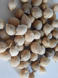 XUETZALCOATL organic putrajeevak seed benefits