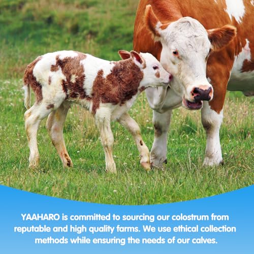 YAAHARO colostrum for beauty routine