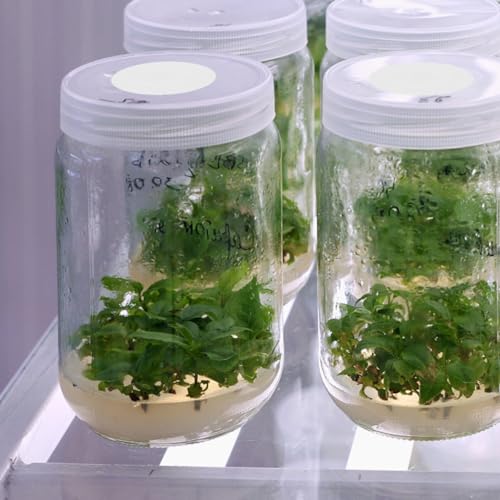 Yardwe pads for growing mushrooms