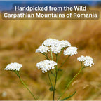 yarrow flower tea for natural wellness