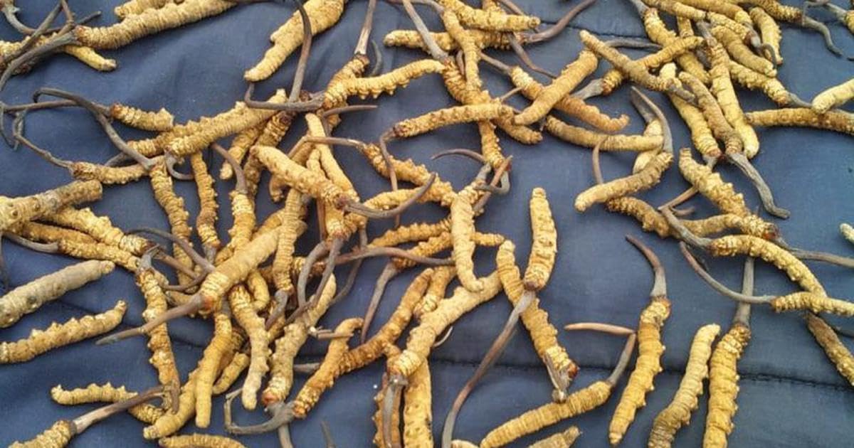 Yarsha Gumba mushrooms for vitality