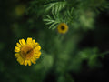 Yellow chamomile poster for tea lovers
