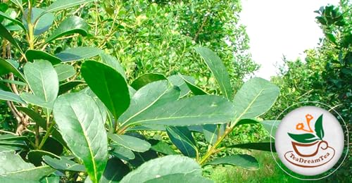 Yerba Mate green tea benefits