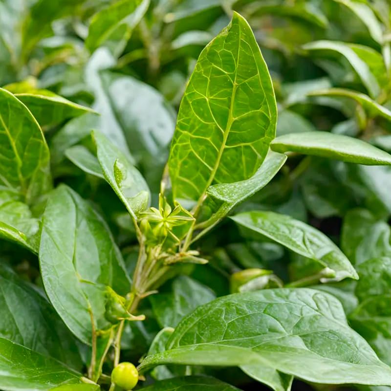yerba mate plant for tea lovers