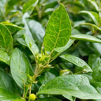 yerba mate plant for tea lovers