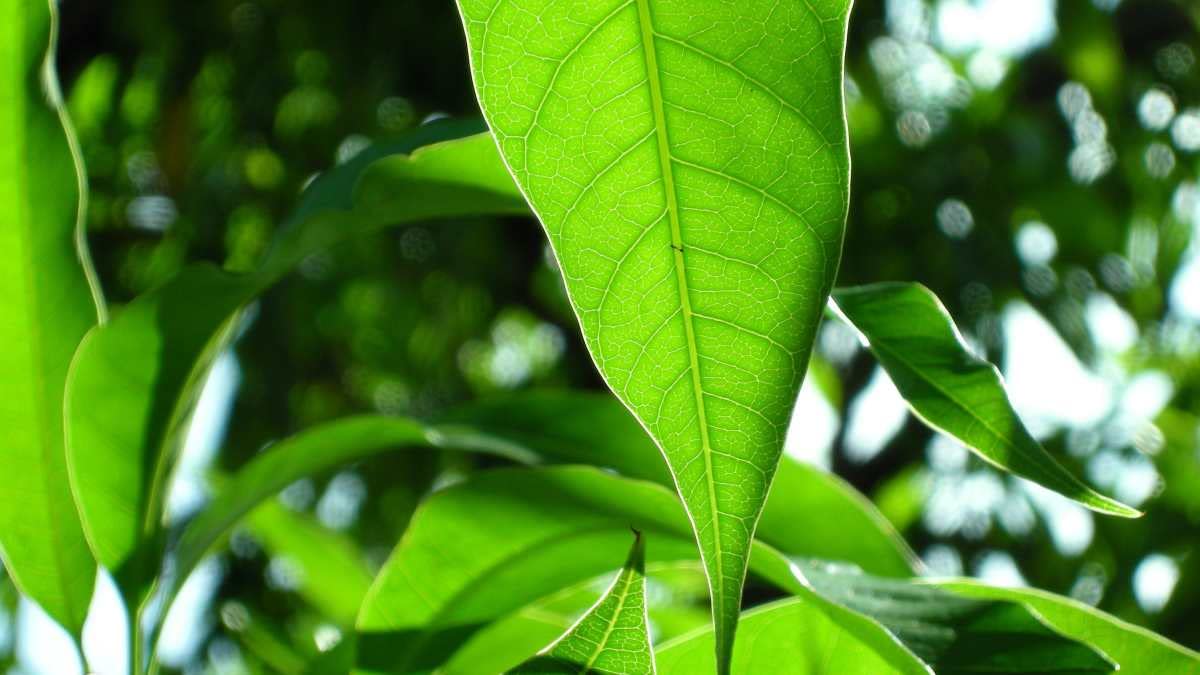 Yerbero herbal tea for digestive health