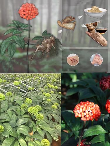Yunnan ginseng for stress relief