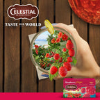 Zesty ginger herbal tea option
