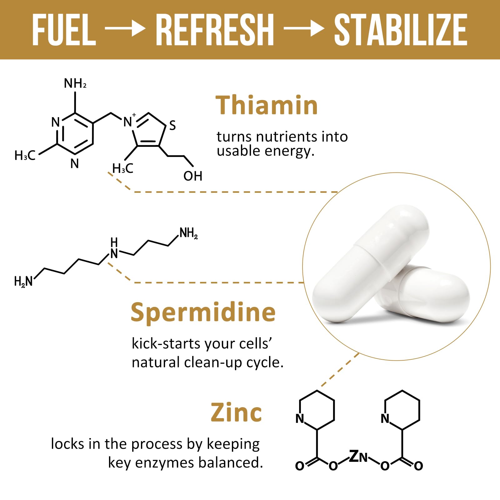 Zinc and spermidine for wellness