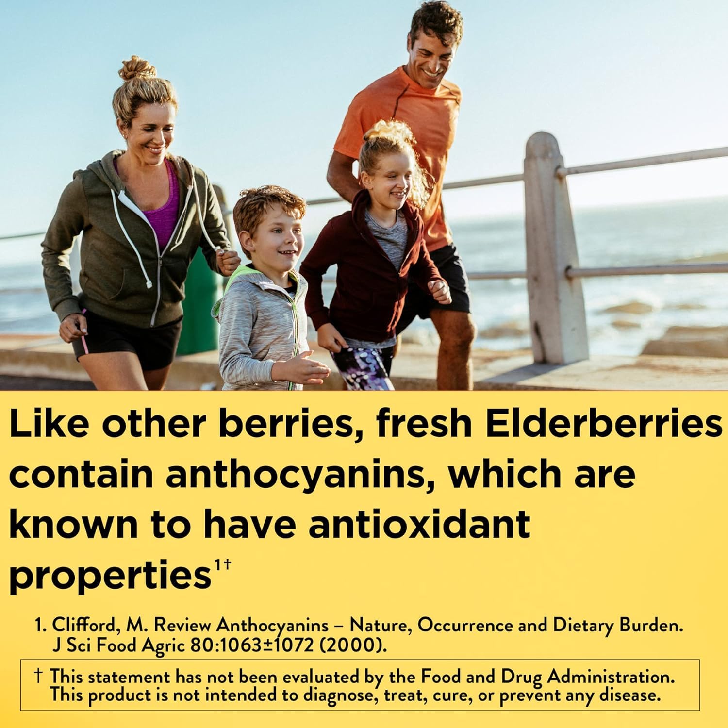 Zinc fortified elderberry supplement