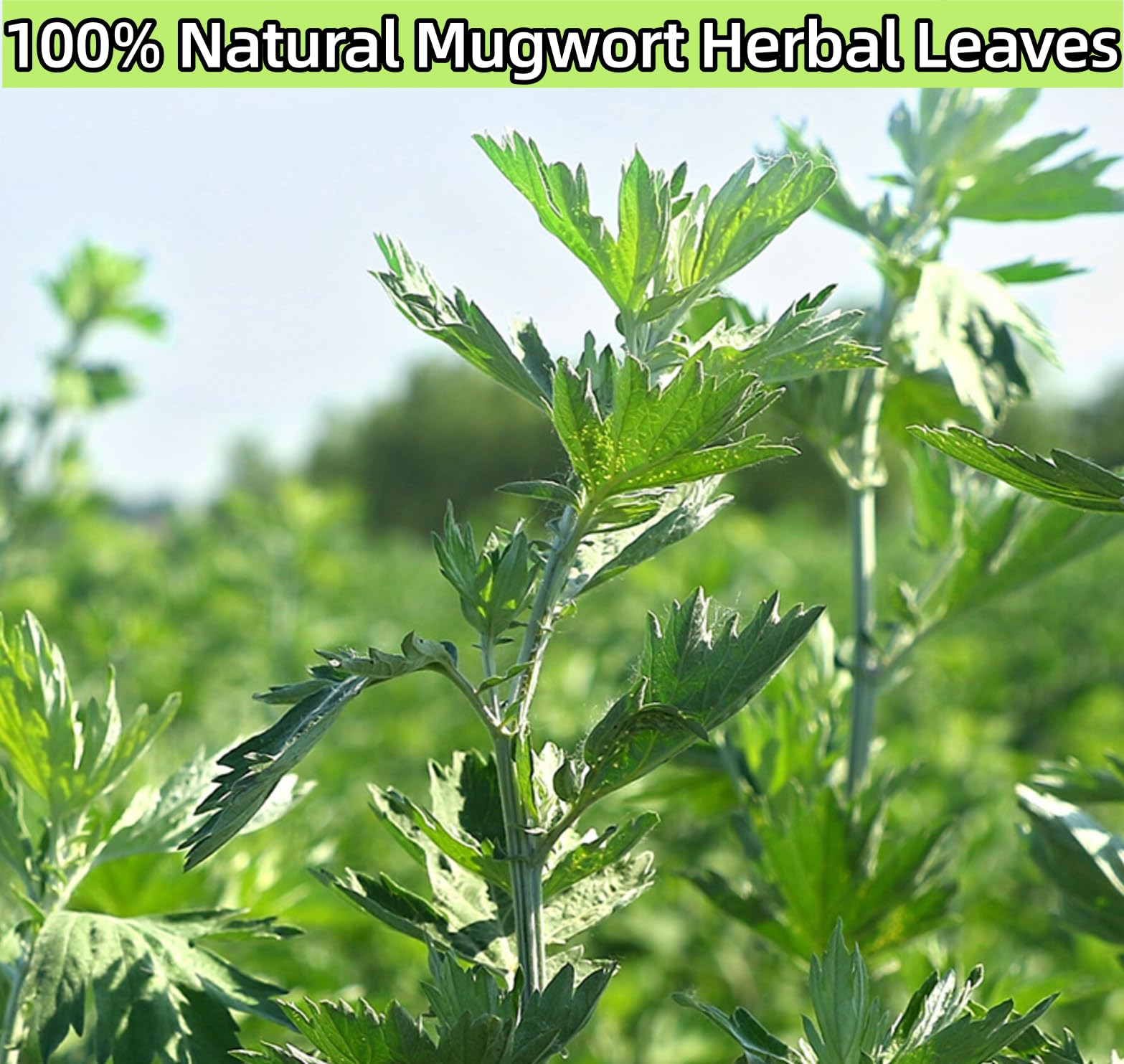 Zungtin mugwort tea for wellness