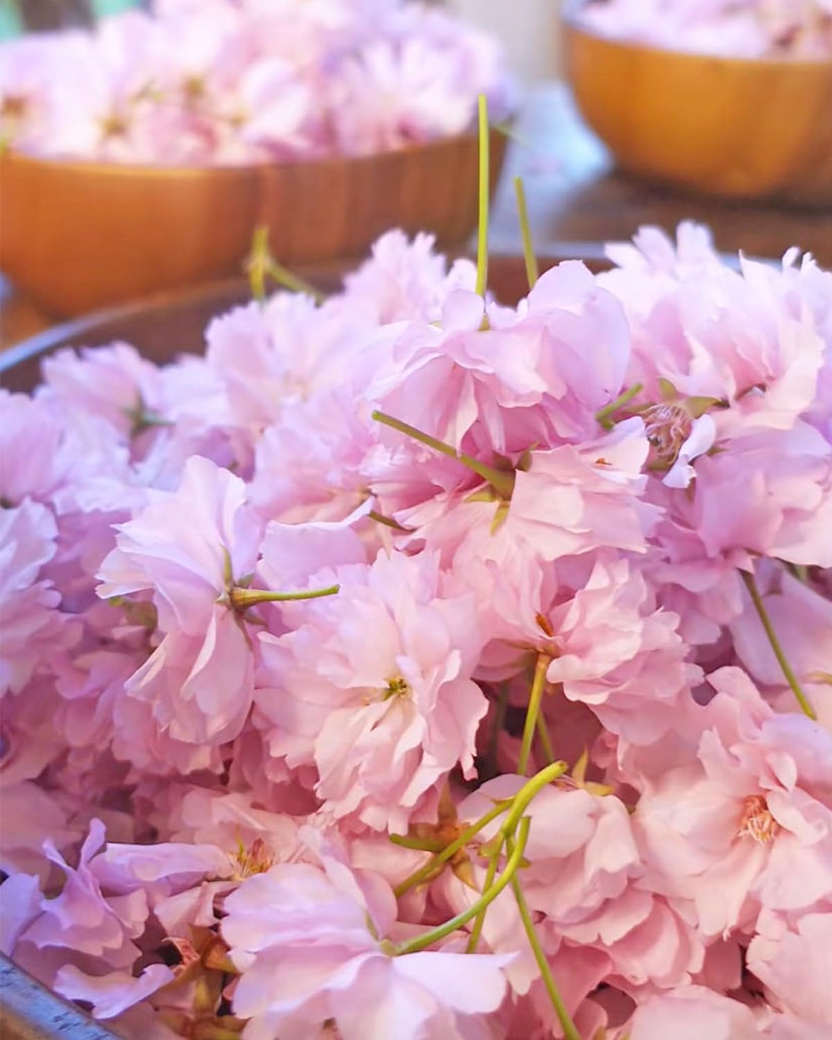 Zunhai Food sakura blossoms benefits